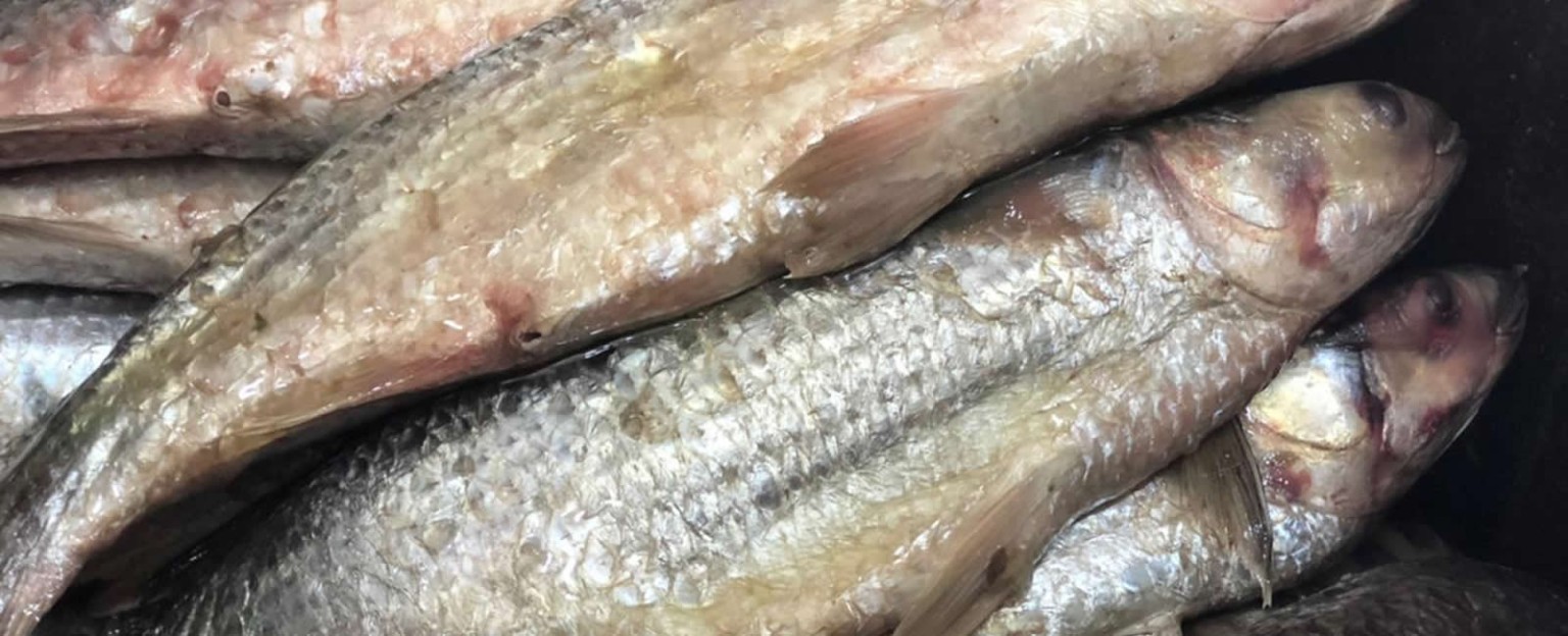 Salted, Preserved Fish & Seafood Trading – Al Hana & Al Saad Food Stuff ...